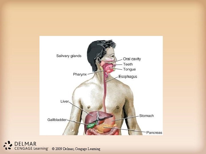 Chapter 18 Digestive System 2009 Delmar Cengage Learning