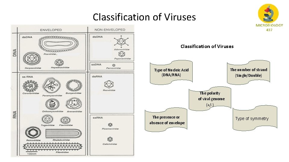 Microbiology Lecture 7 Introduction to viruses TEAM 437
