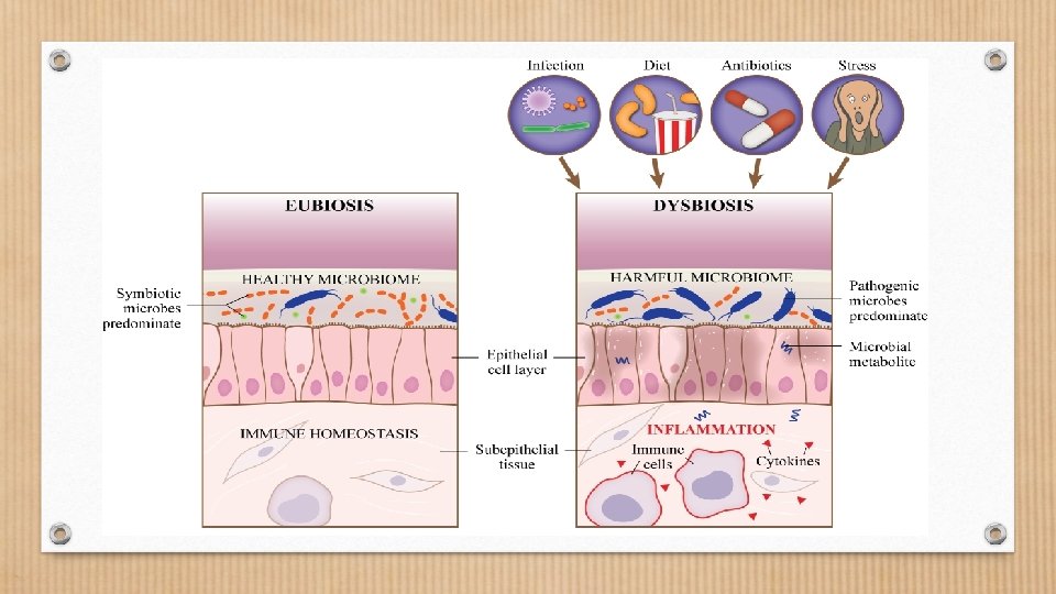 Relatia dintre microbiomul intestinal microbiomul pielii si piele