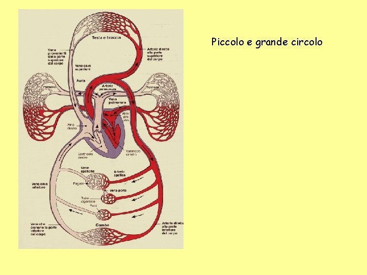 CARDIOPATIA ISCHEMICA Cenni di anatomia SISTEMA ARTERIOSO Entrambe