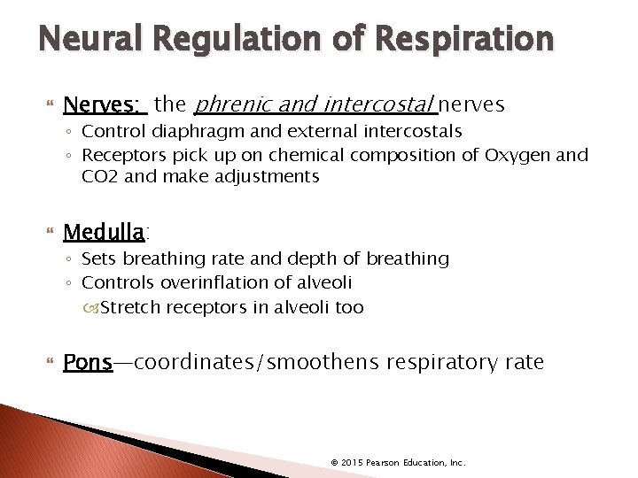 Physiology of Respiration Pages 448 454 Respiratory Volumes