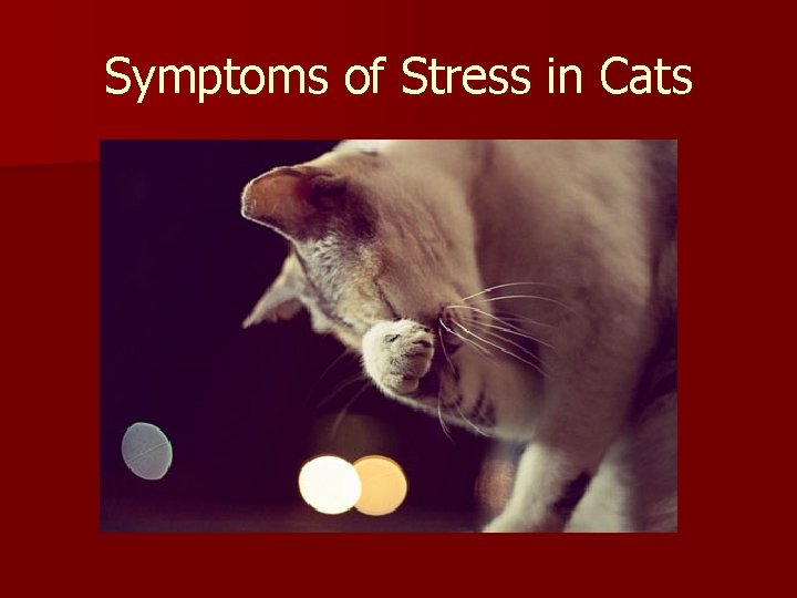 All About Cats 5 1 2 6 3