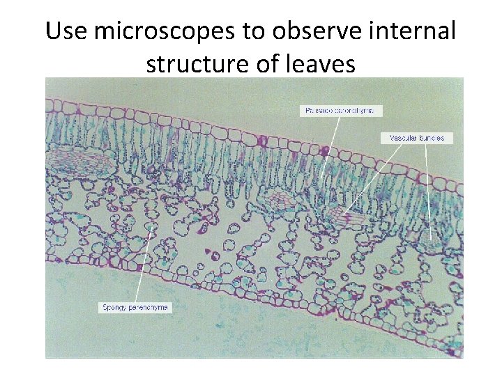 Leaves and Photosynthesis What adaptations do leaves have