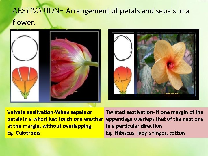 CHAPTER5 CLASSXI MORPHOLOGY OF FLOWERING PLANTS BY MS