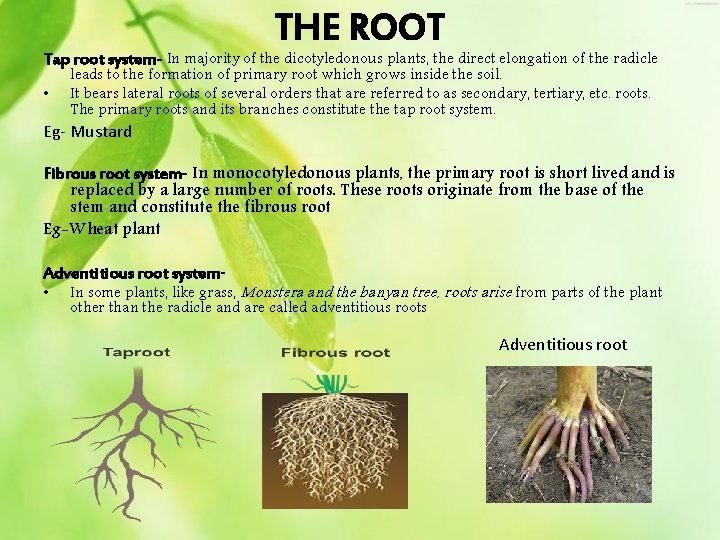 CHAPTER5 CLASSXI MORPHOLOGY OF FLOWERING PLANTS BY MS