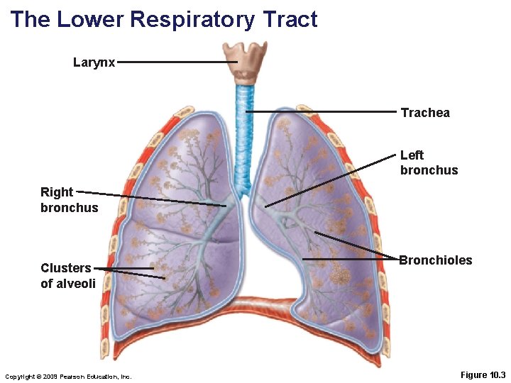 Respiratory System Exchange of Gases LOWER RESPIRATORY TRACT