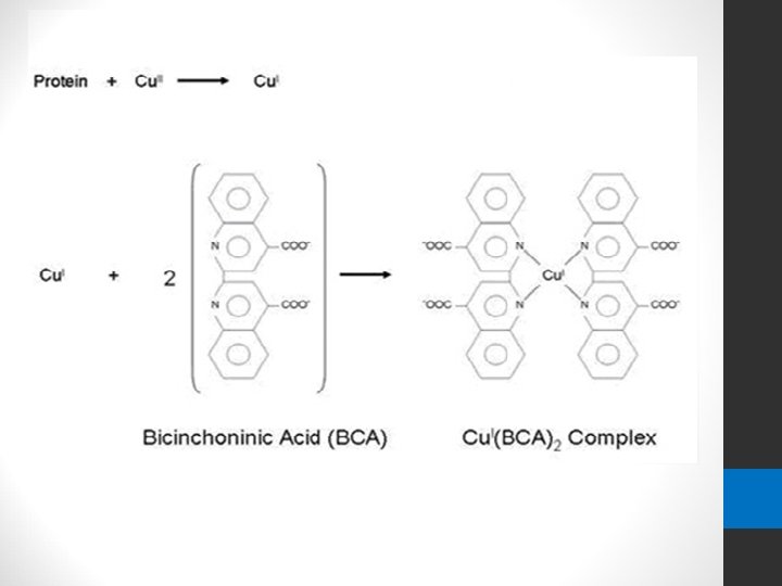 Spectrophotometric methods for determination of proteins concentration BCH