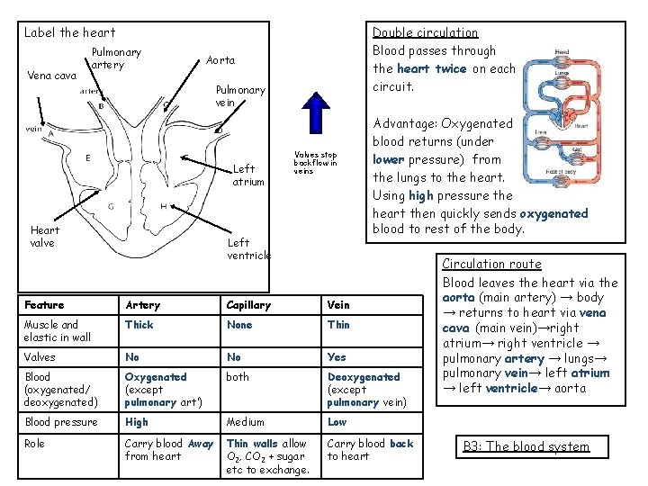 Double circulation Blood passes through the heart twice