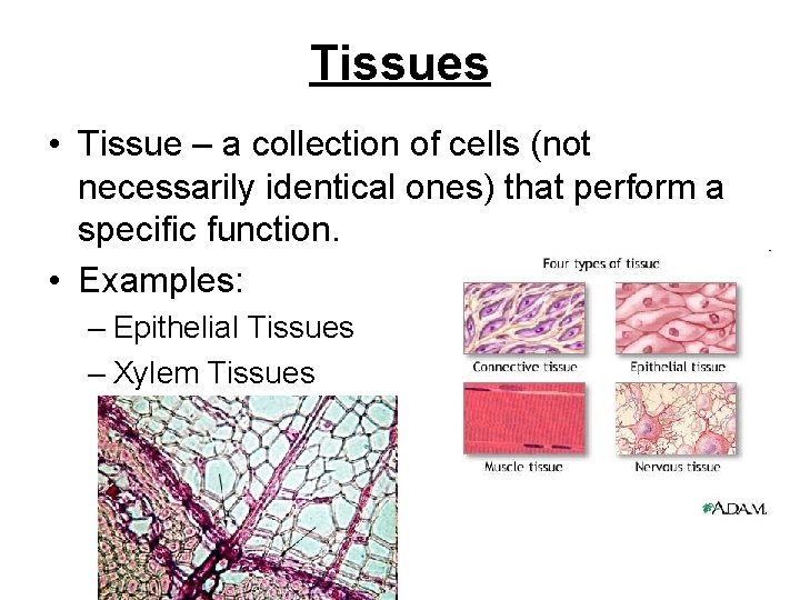 Cell Differentiation and Organisation Success Criteria Describe the