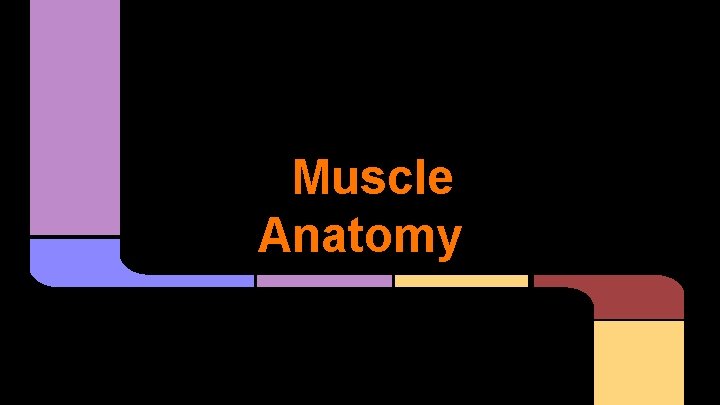 Muscle Anatomy What are muscles Theyre what makes