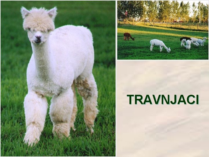 TRAVNJACI POJAM TRAVNJAKA TRAVNJACI SU POVRINE KOJE SU