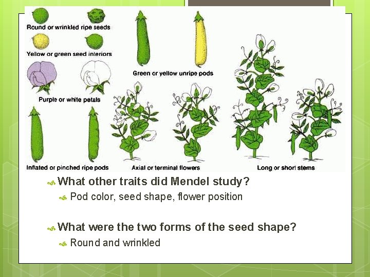 Chapter 4 Mendels Work Section 1 Gregor Mendel