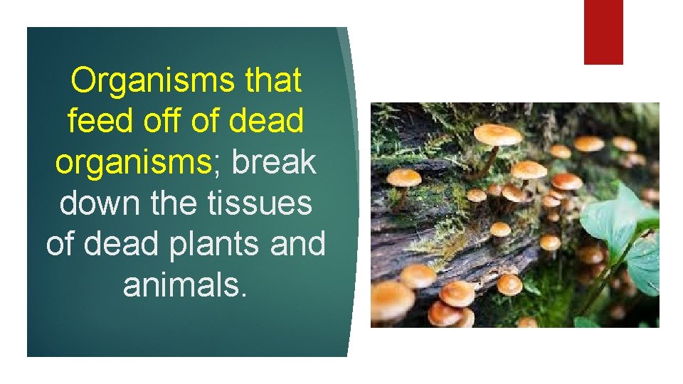 Food Chains and Food Webs Organisms that make