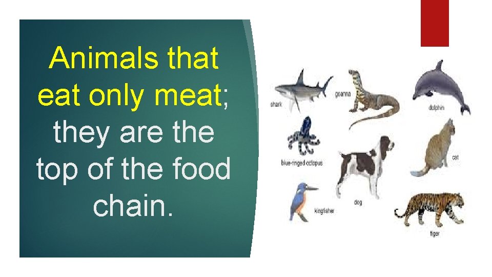 Food Chains and Food Webs Organisms that make