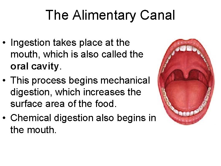 Unit Four Digestive System Lisa Michelek Digestion Digestion