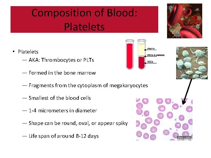 The Structure and Function of Blood Composition of