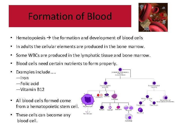 The Structure and Function of Blood Composition of
