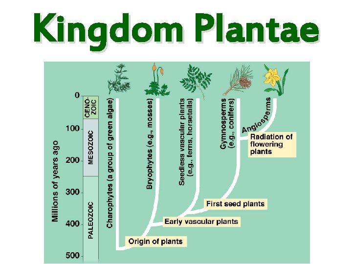 Kingdom Plantae I Characteristics of All Plants A