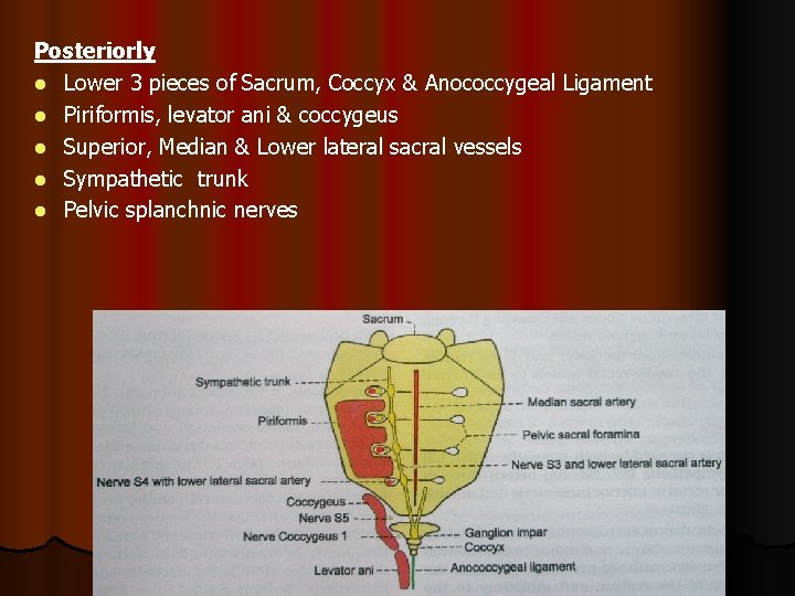 Rectum l The rectum is about 12 cm