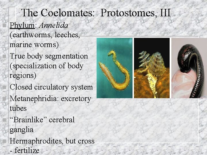 Chapter 33 n Invertebrates Parazoa n n Invertebrates
