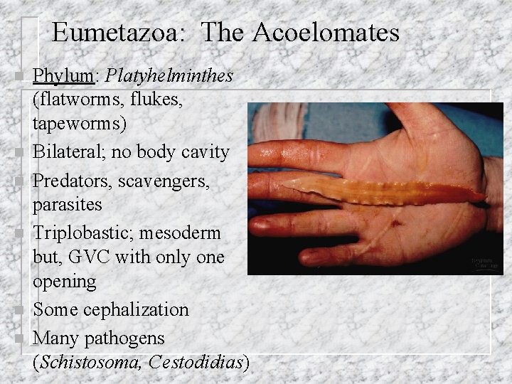 Chapter 33 n Invertebrates Parazoa n n Invertebrates