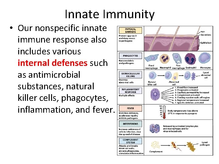 Lymphatic Organs Primary lymph organs are the bone