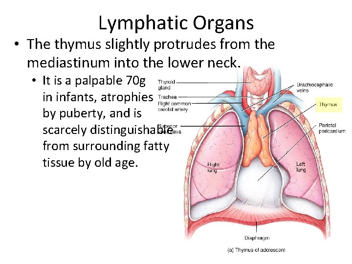Lymphatic Organs Primary lymph organs are the bone
