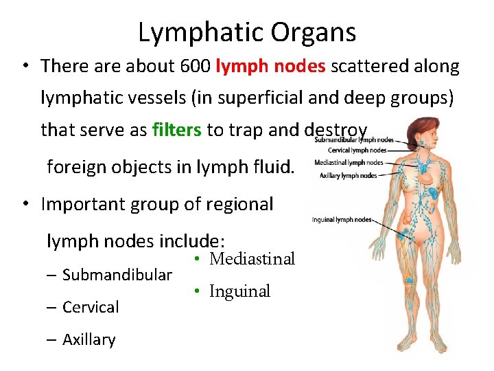 Lymphatic Organs Primary lymph organs are the bone
