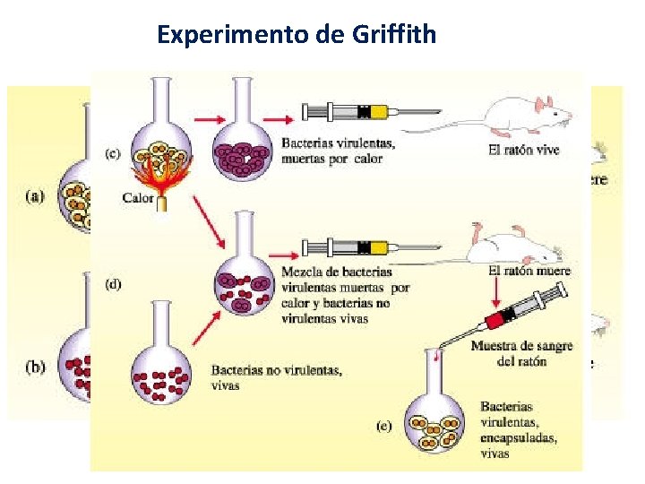 GENTICA MOLECULAR EL ADN evidencias experimentales Modelos de