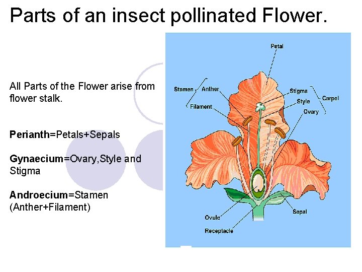 Parts of an insect pollinated Flower All Parts