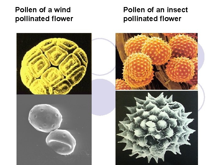 Parts of an insect pollinated Flower All Parts