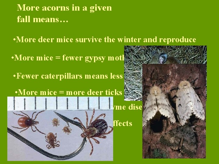 Oak Trees Keystone Species in Northeastern Forests Keystone