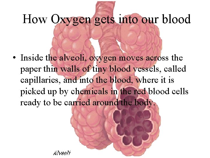 Cellular Respiration By Camden PetersonWaldvogel Michele Ware Caleb