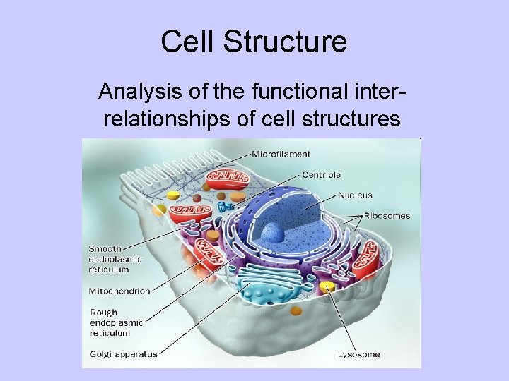 Cell Structure Analysis of the functional interrelationships of