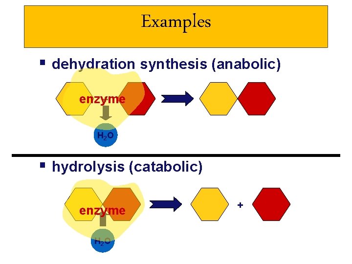 Metabolism ATP Energy Big Idea 2 Energy is