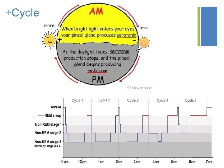 Ultradian and Infradian rhythms Starter Activity ABC Exam