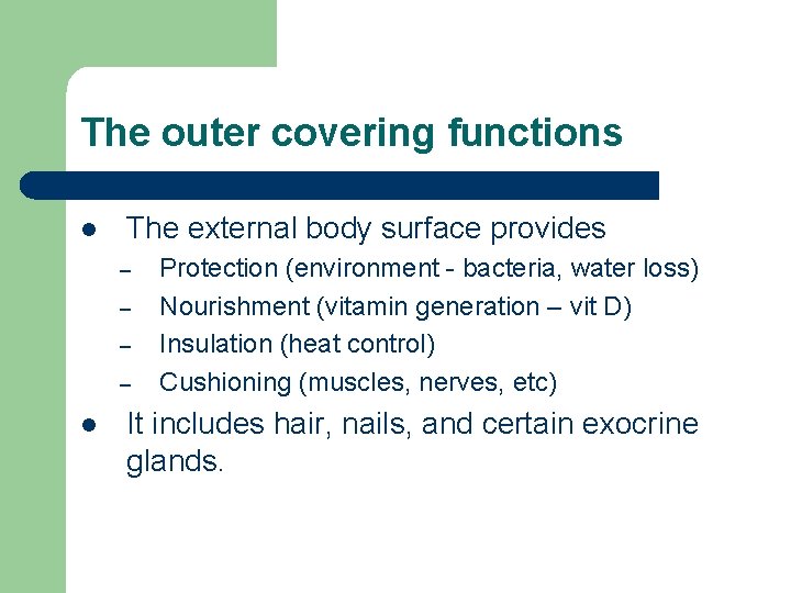 Integumentary System Anatomy Health Care Mr Brecka Integument