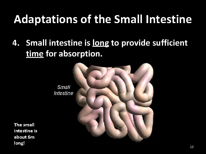 Absorption in the Small Intestine INGESTION Food is