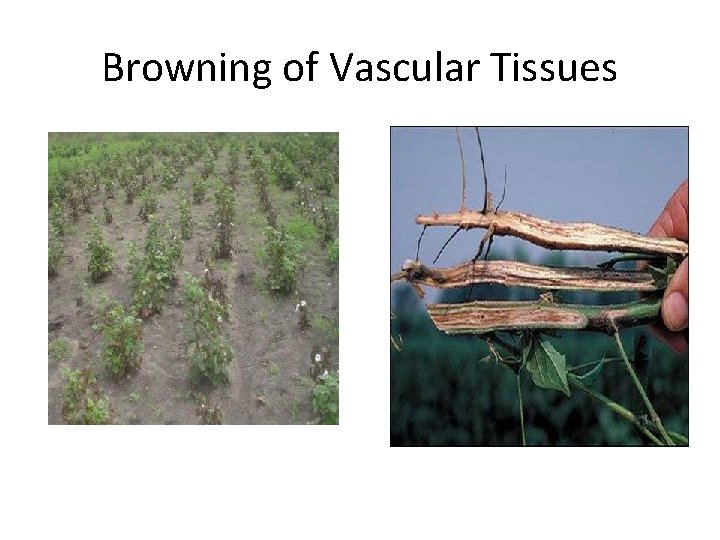Fusarium Wilt of Cotton Causal Organism Fusarium oxysporum