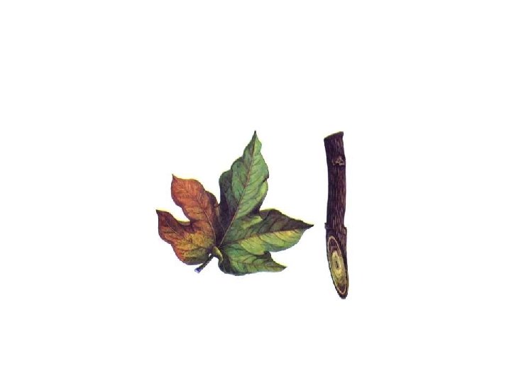 Fusarium Wilt of Cotton Causal Organism Fusarium oxysporum
