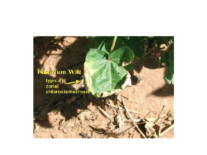 Fusarium Wilt of Cotton Causal Organism Fusarium oxysporum