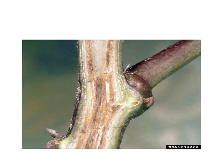 Fusarium Wilt of Cotton Causal Organism Fusarium oxysporum