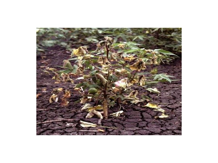 Fusarium Wilt of Cotton Causal Organism Fusarium oxysporum