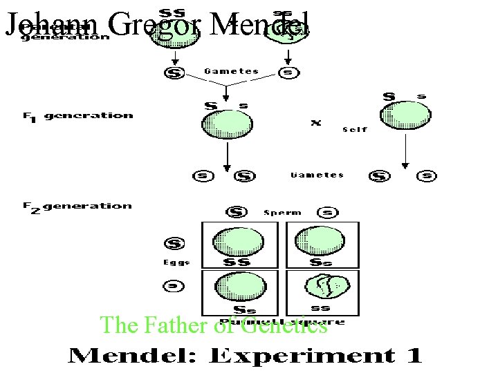 Johann Gregor Mendel The Father of Genetics Early