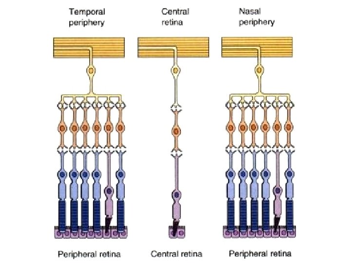 ORGANUM VISUS VISUAL SYSTEM ORGANUM VISUS VISUAL SYSTEM