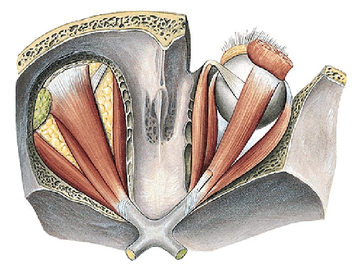ORGANUM VISUS VISUAL SYSTEM ORGANUM VISUS VISUAL SYSTEM