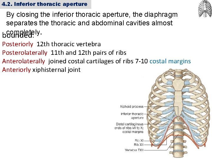THORACIC WALL ABDOMINAL REGION VERTEBRAL COLUMN MUSCLES Salvador