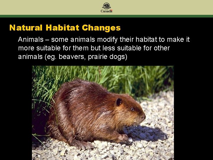 Biodiversity The number of different types of living