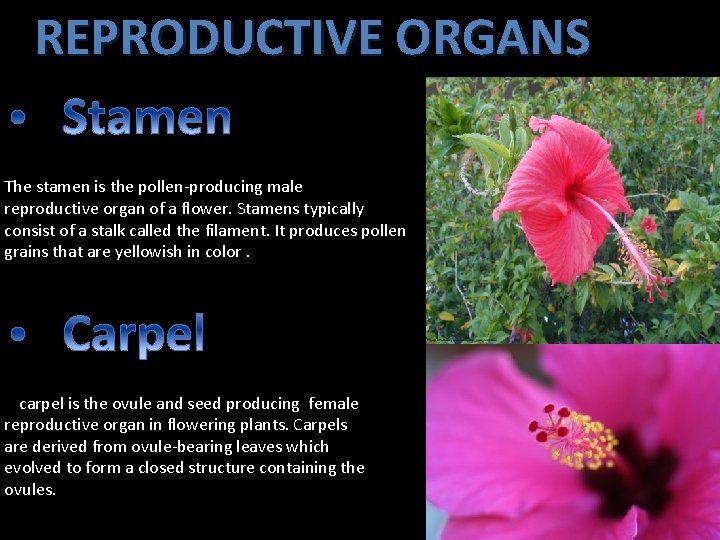 SEXUAL REPRODUCTION IN FLOWERING PLANTS Female reproductive organ