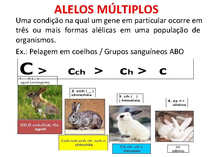 ALELOS MLTIPLOS Uma condio na qual um gene